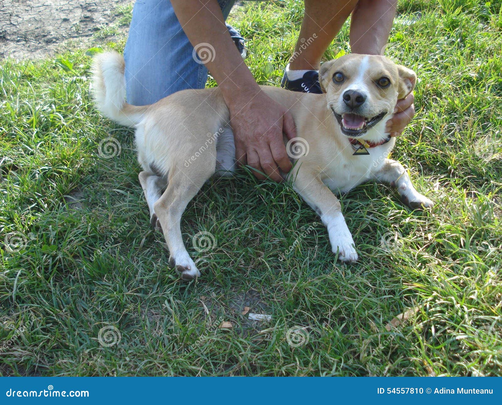 Happy small dog stock photo. Image of animal, cross, love - 54557810