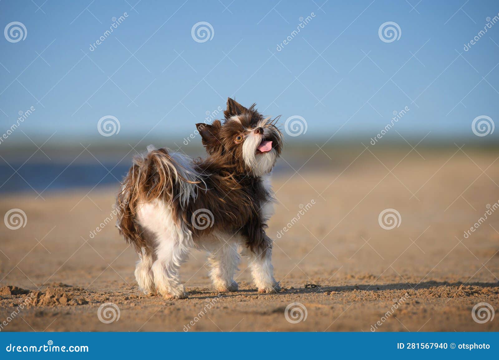 Happy Small Dog Posing on the Beach Stock Photo - Image of haired, cute ...