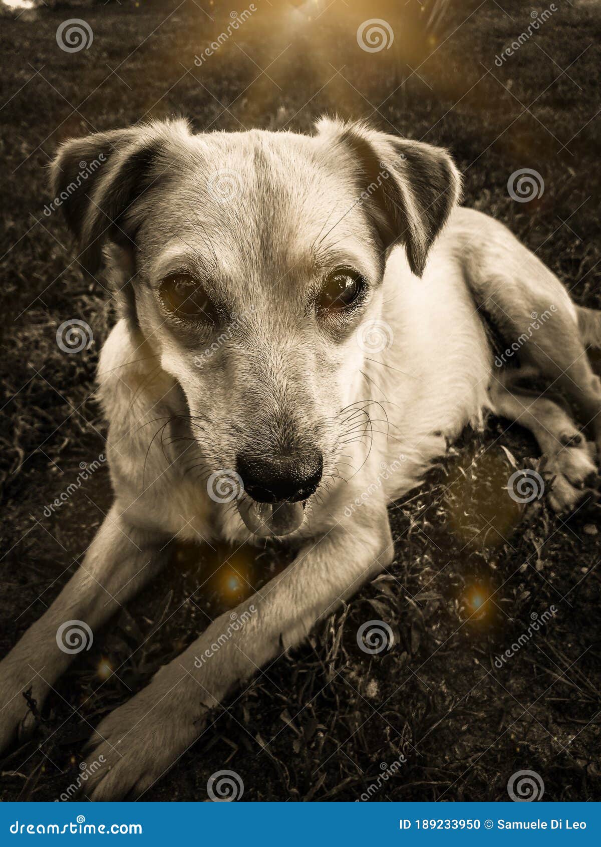 Happy Small Dog Sitting on Grass. Stock Photo - Image of nature ...
