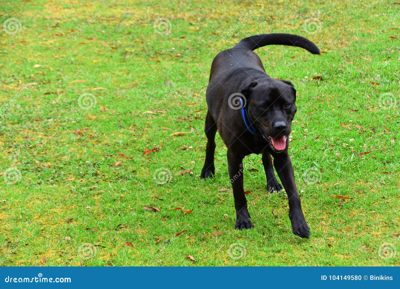 Happy Smiling Black Labrador Stock Photo - Image of grass, domestic ...