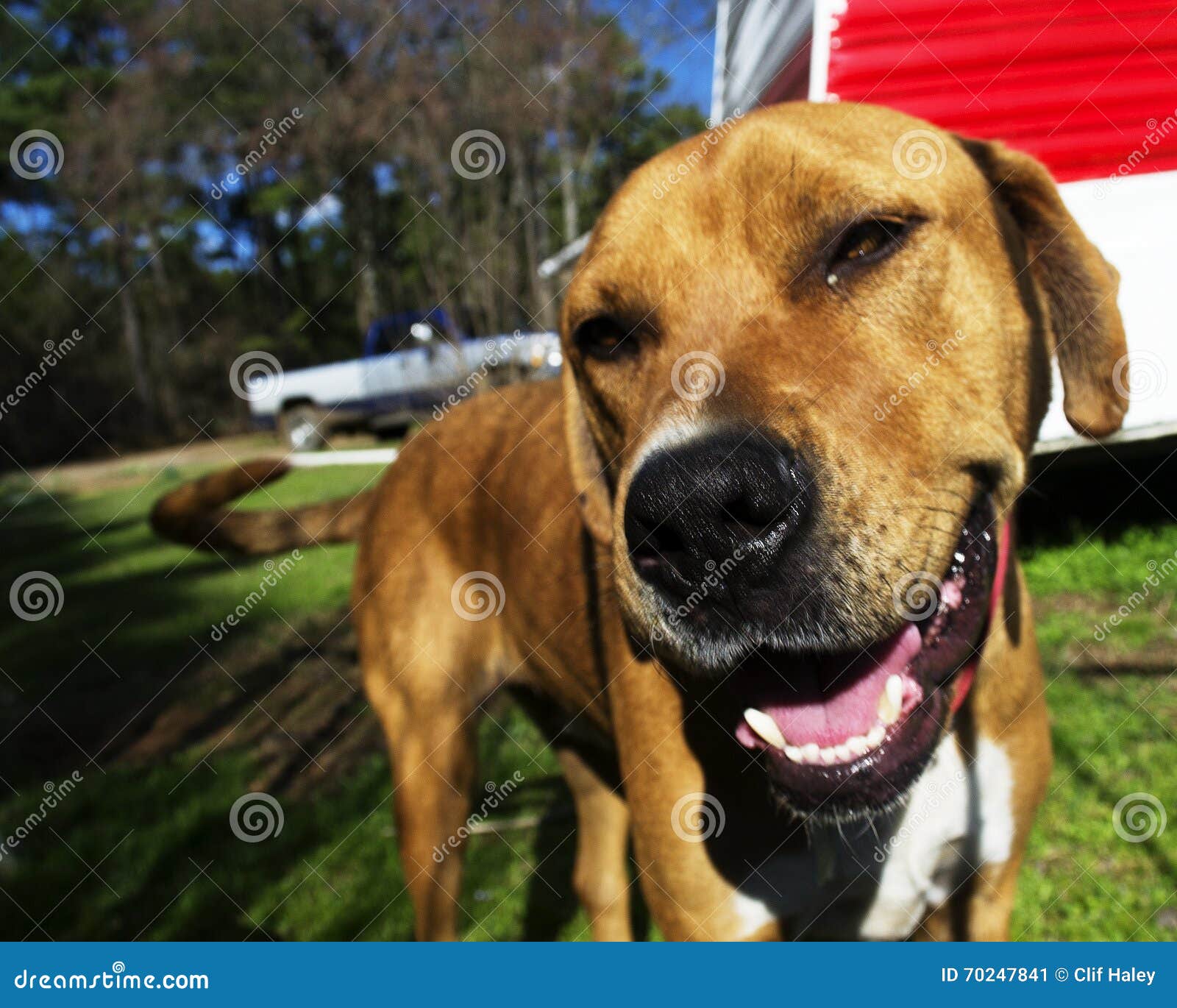 Happy Smiling Brown Dog stock image. Image of canine - 70247841