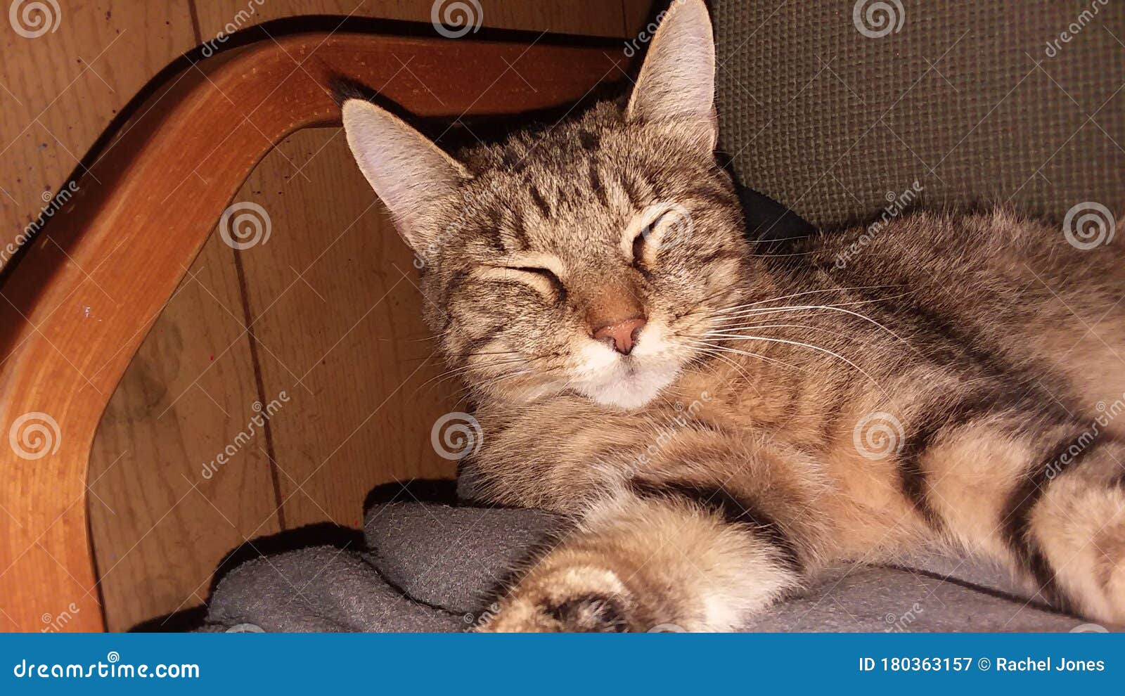Happy Smiling Cat stock image. Image of lucky, smiling - 180363157