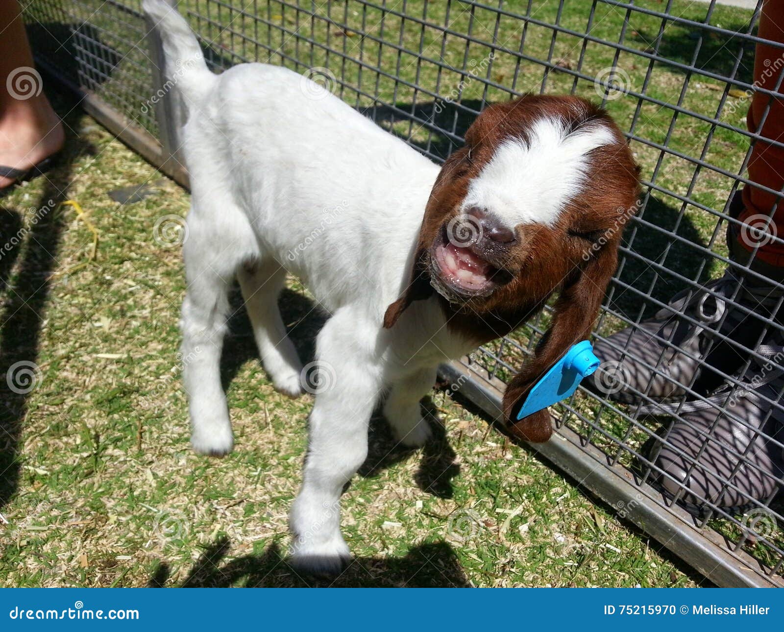 Happy smiling goat stock photo. Image of white, goat - 75215970