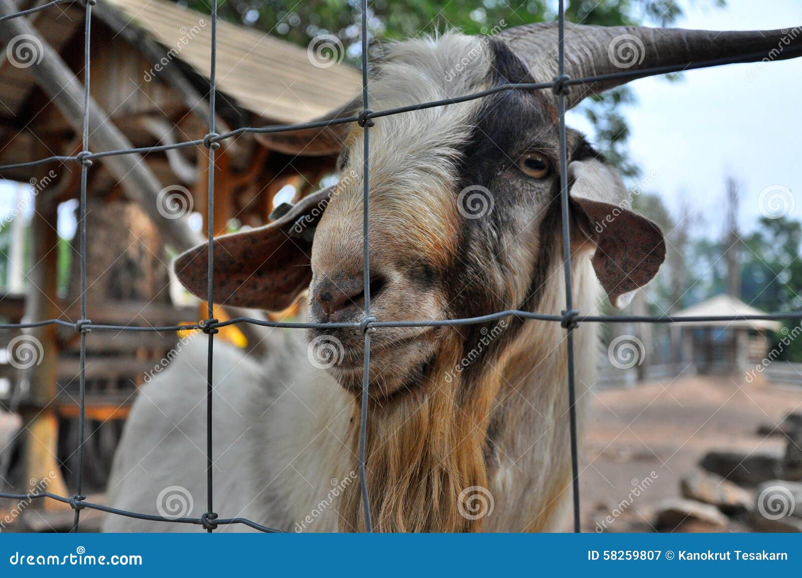 Happy Smiling Goat in a Small Farm Stock Image - Image of farm, goat ...