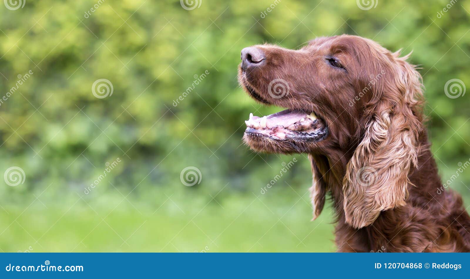Happy Smiling Dog a Green Background Stock Photo - Image of setter ...