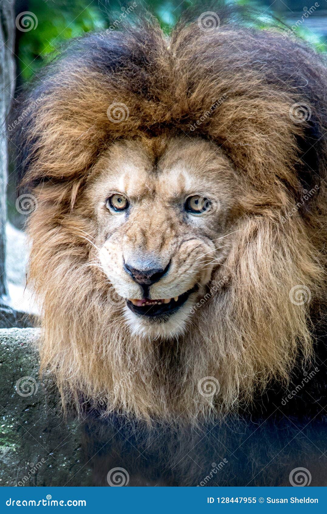 Lion Smiling