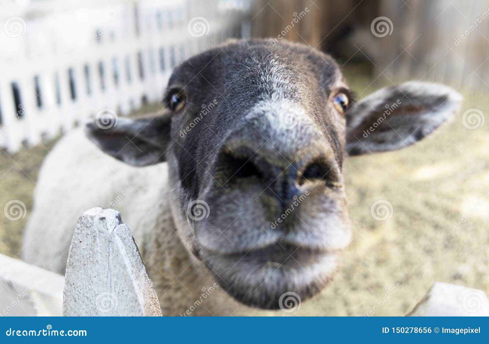 Happy Smiling Sheep Face stock photo. Image of animal - 150278656