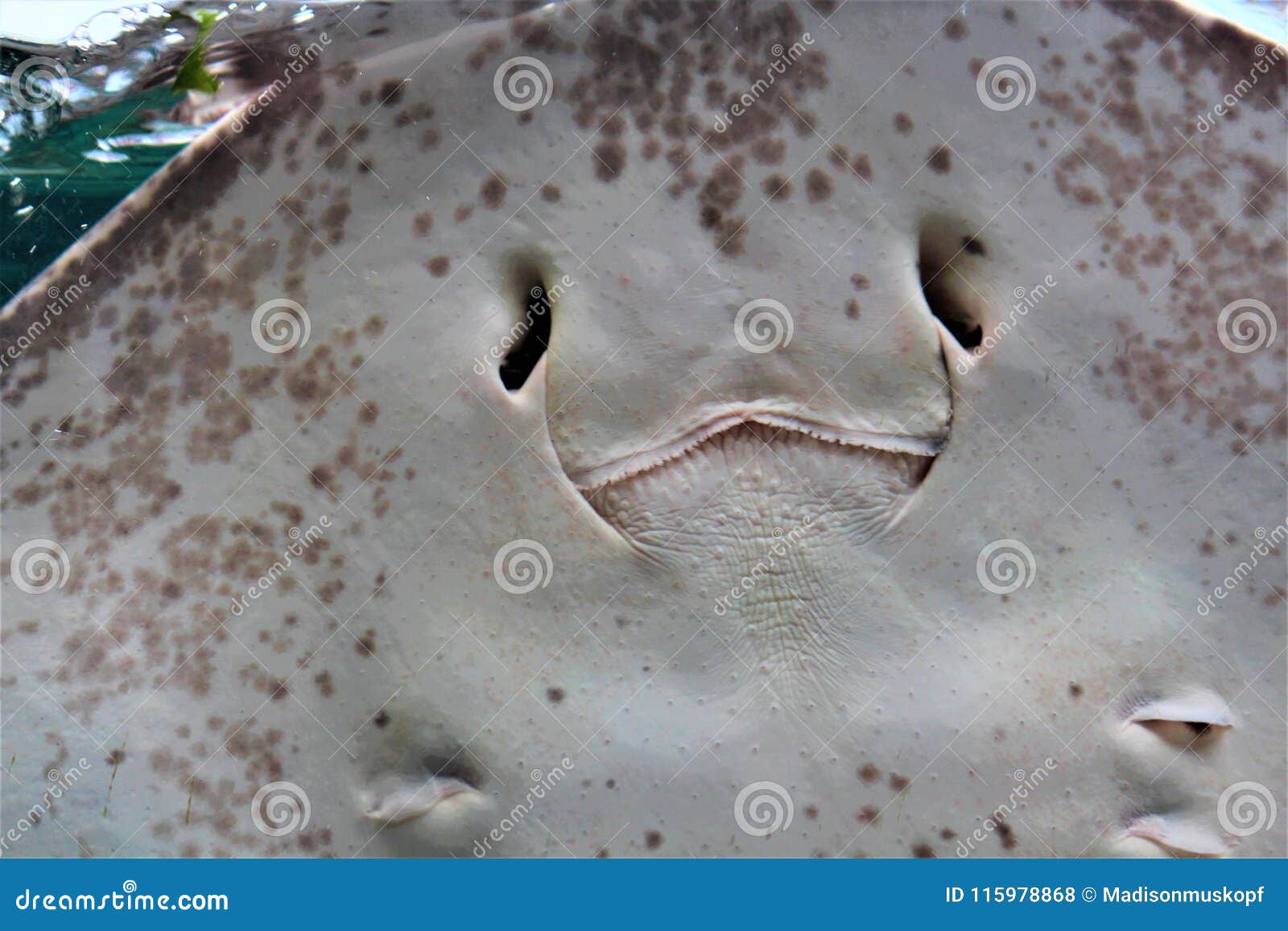 Stingray Smiling While In Movement Stock Image | CartoonDealer.com ...