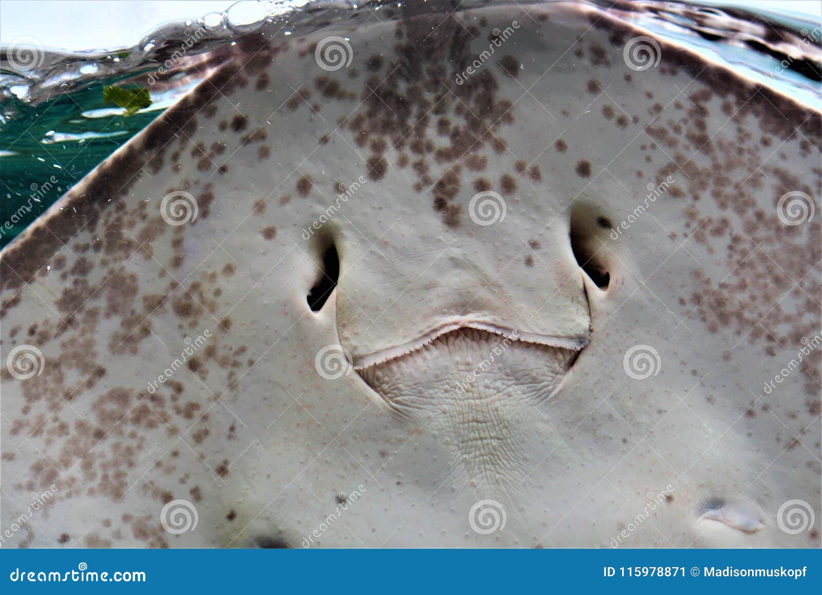 Happy Smiling Stingray stock image. Image of closeup - 115978871