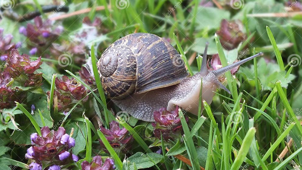 Happy snail trails stock image. Image of animal, flower - 255998775