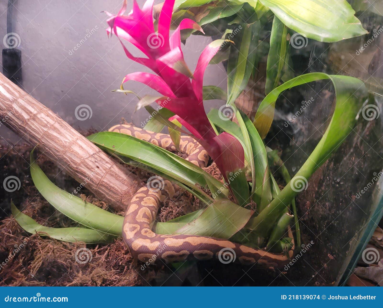 Happy snake at home stock photo. Image of herb, home - 218139074