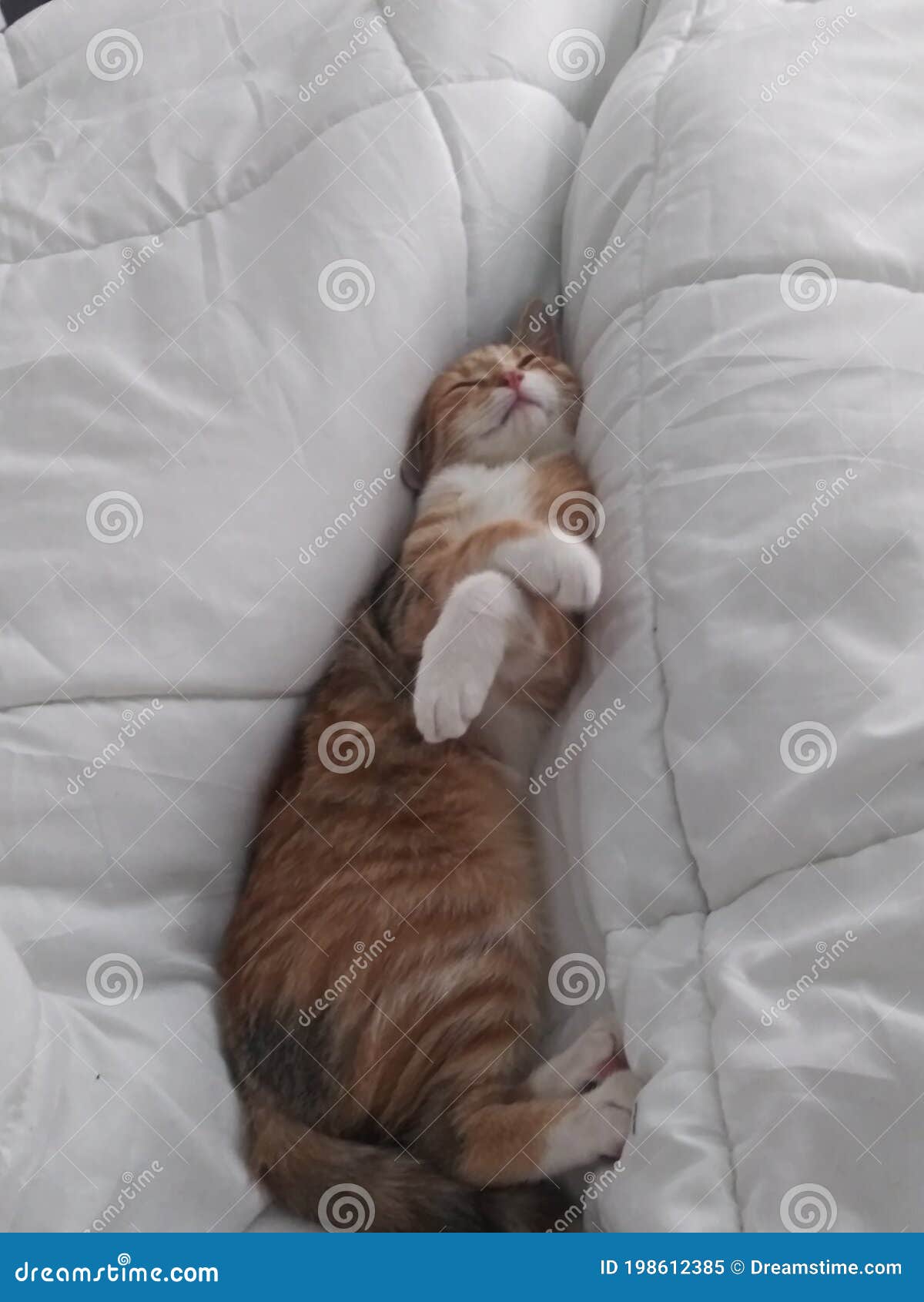Happy Snuggled Cute Cat in Blanket Stock Image - Image of cute, blanket ...