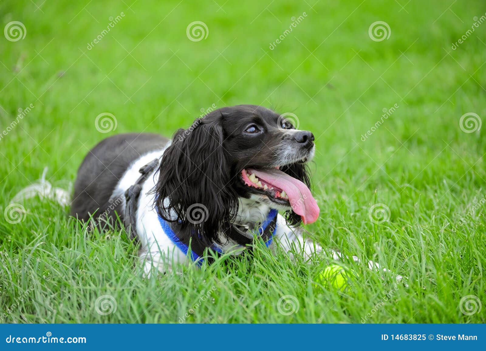 Happy spaniel stock image. Image of ball, vitality, cute - 14683825