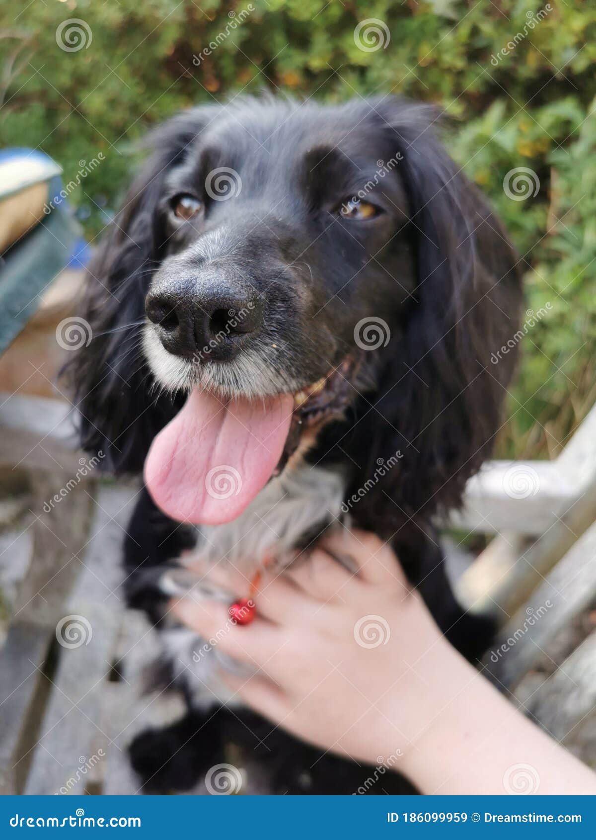 Happy spaniel dog stock image. Image of animal, nose - 186099959