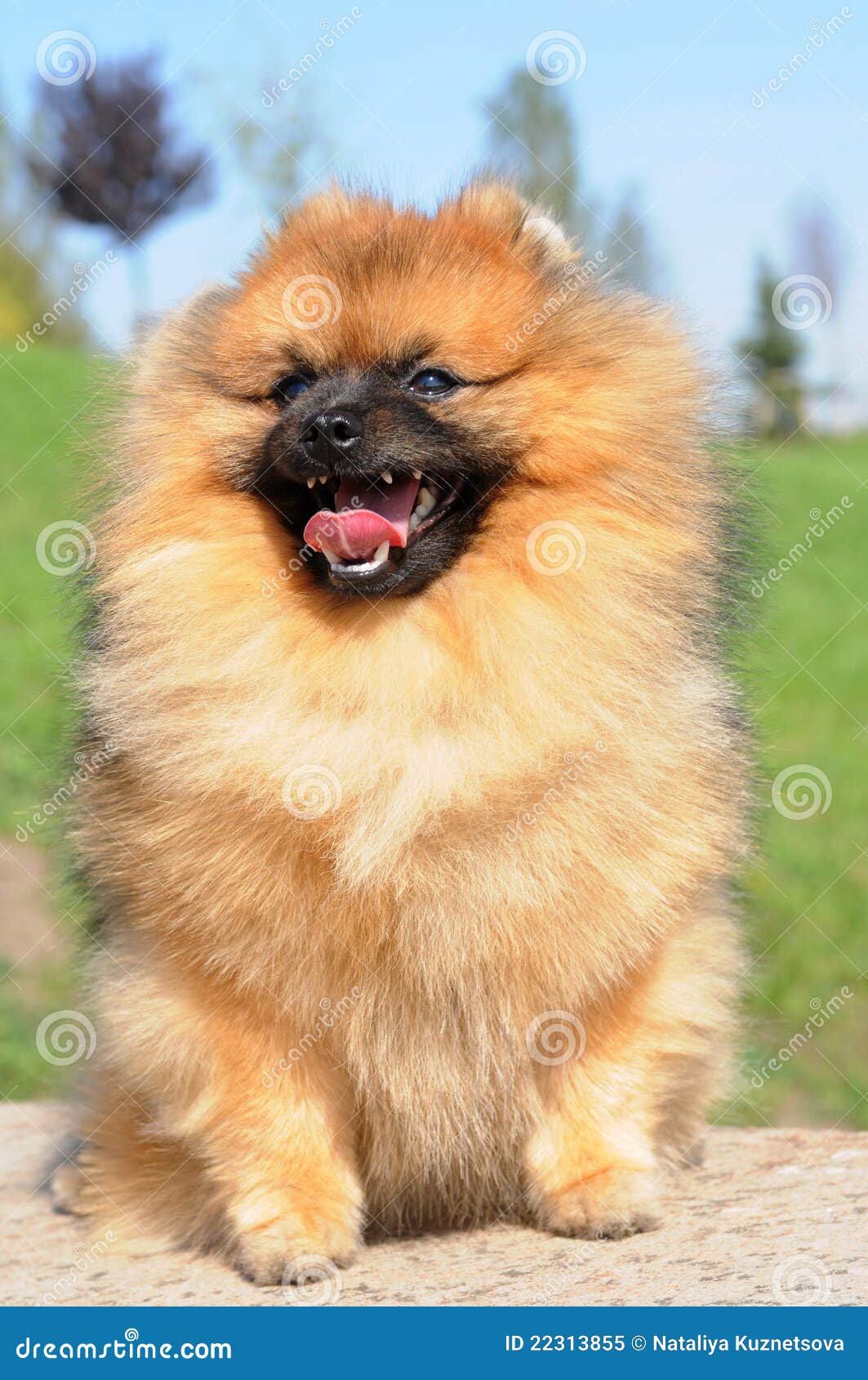 Happy spitz is smiling stock image. Image of clear, small - 22313855