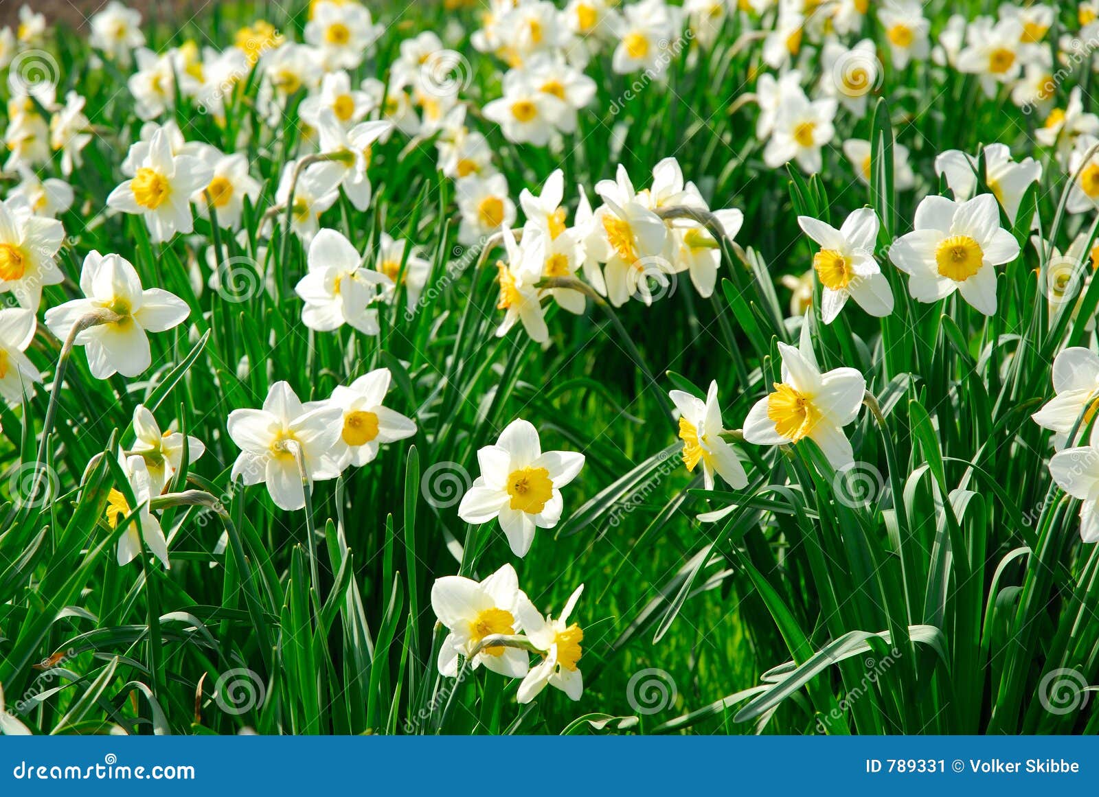 Happy Spring stock image. Image of garden, daffodils, daffodil - 789331