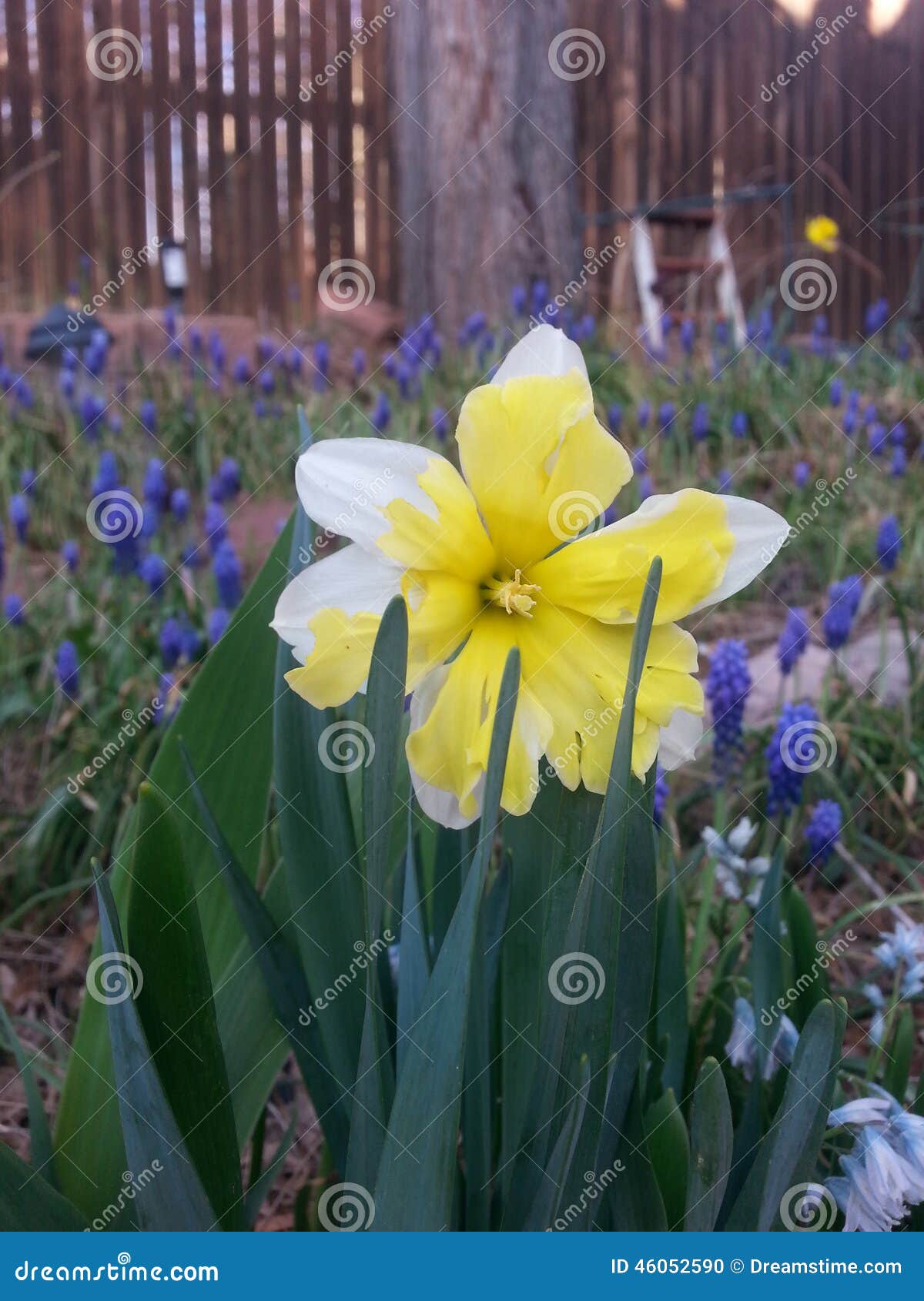 Happy spring stock photo. Image of happy, spring, garden - 46052590