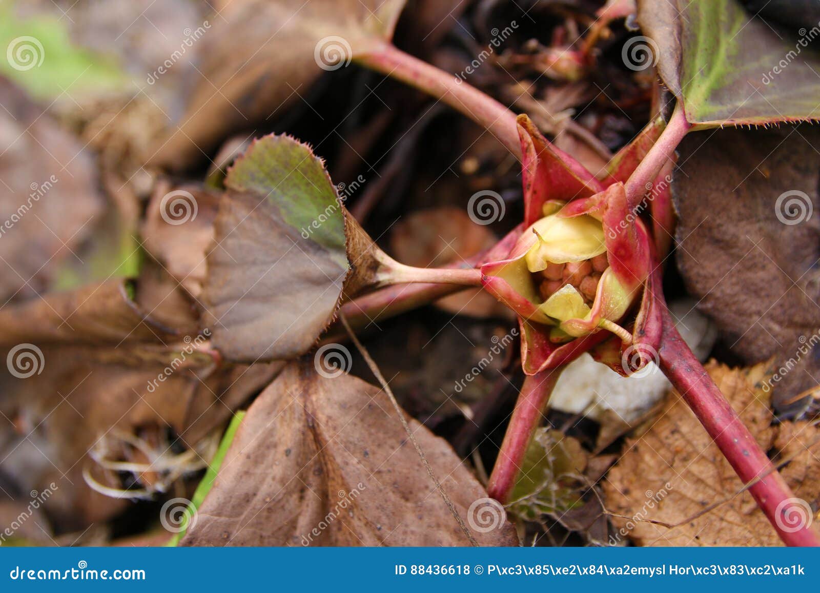 Happy spring first flower stock photo. Image of blurred - 88436618