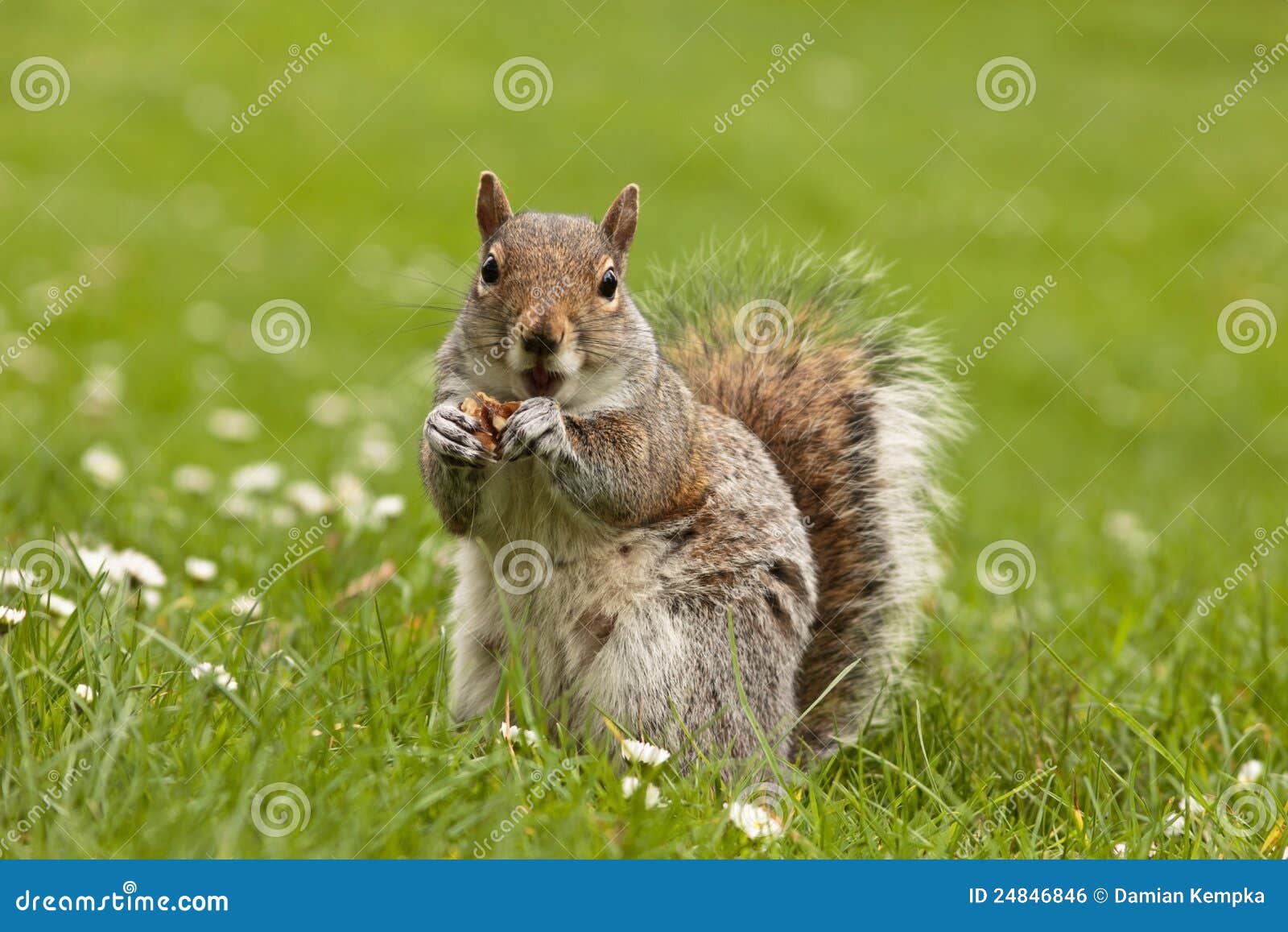 Happy squirrel stock photo. Image of nature, paws, tail - 24846846