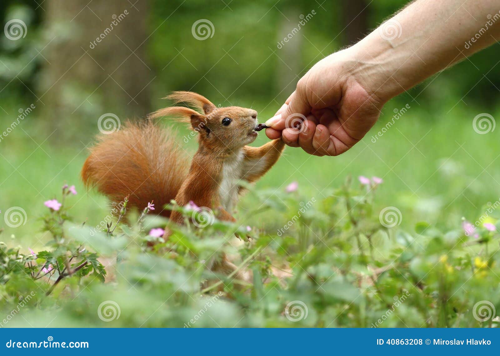 Happy squirrel stock photo. Image of natural, hand, finger - 40863208
