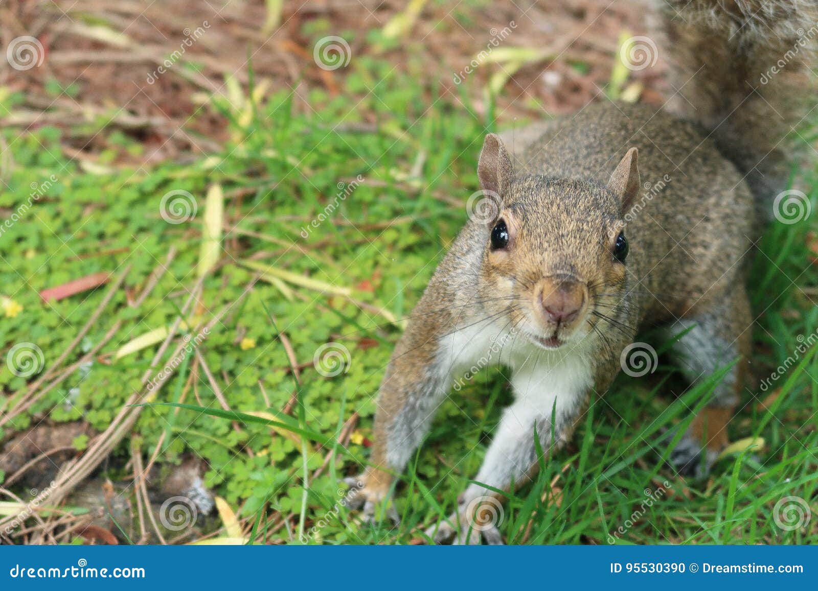 Happy Squirrel stock photo. Image of curiously, hungry - 95530390