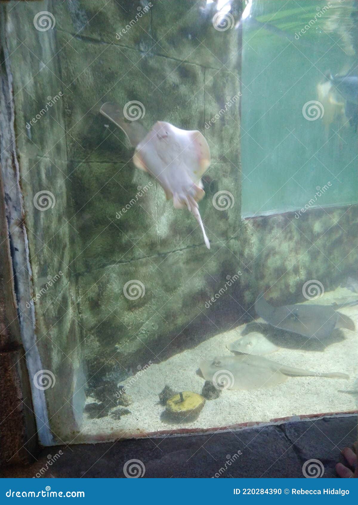 Happy stingray fun stock photo. Image of mammal, reptile - 220284390