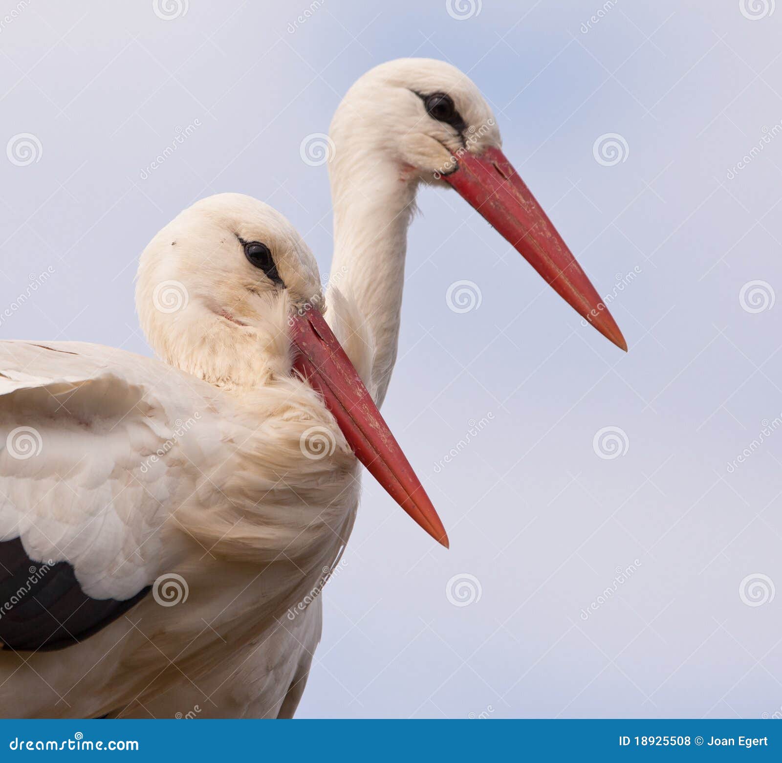 Happy Stork couple stock photo. Image of feathers, colours - 18925508