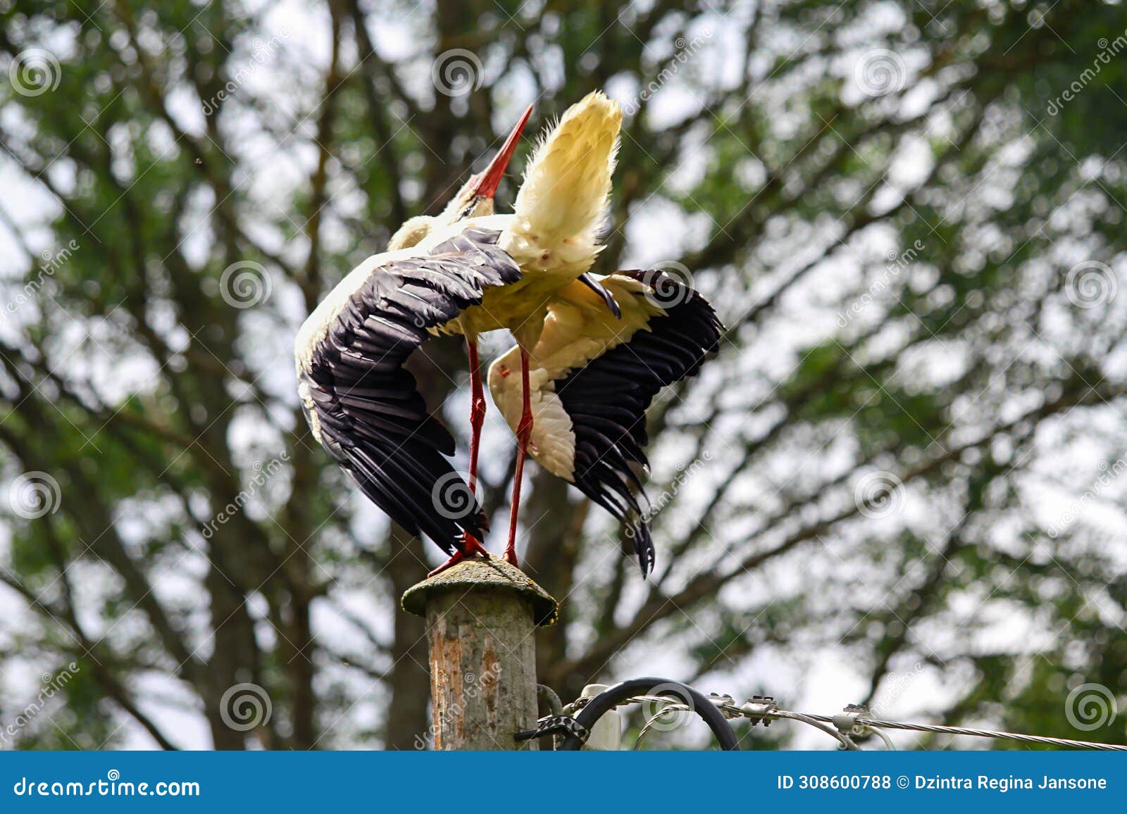 - Happy Storks Have Returned To Their Homeland. Stock Photo - Image of ...