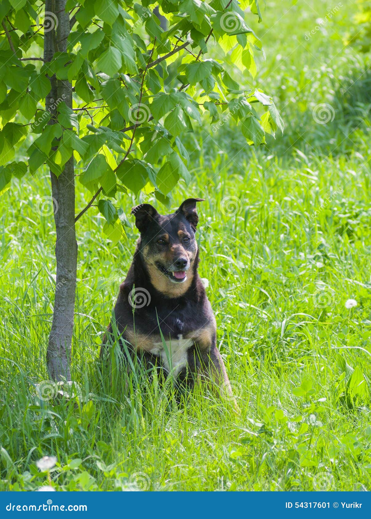 Happy Stray Dog Having Rest Stock Image - Image of seasonal, mammal ...
