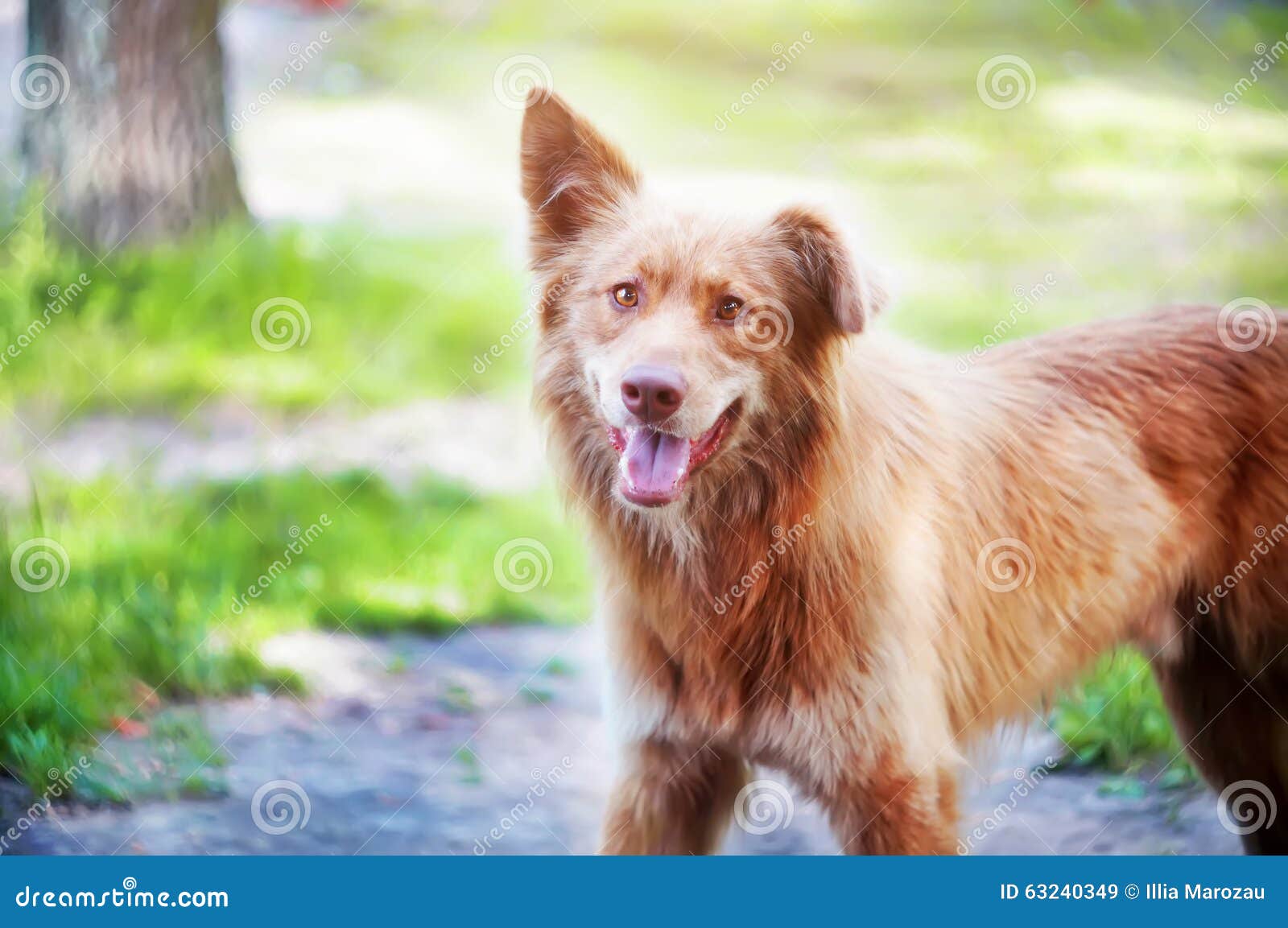 Happy stray dog stock image. Image of panting, looking - 63240349