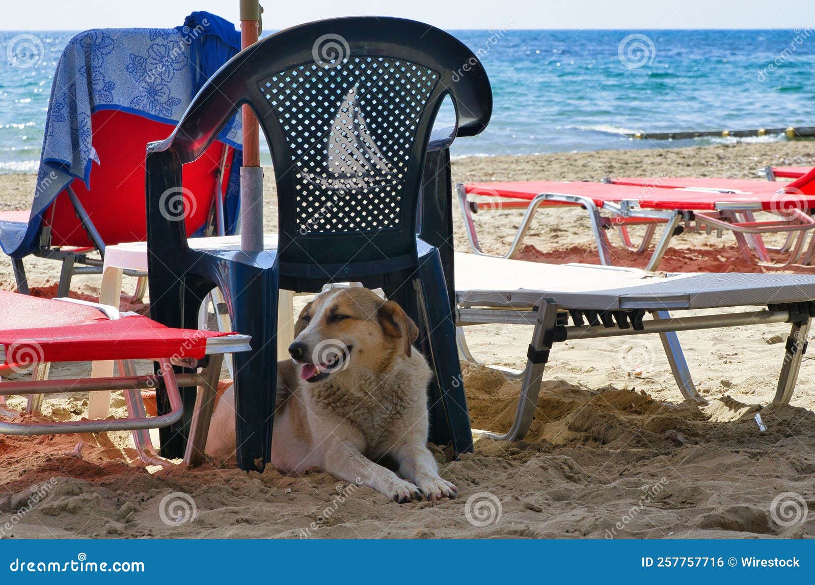 Happy Stray Dog S Vacation on the Beach. Greece Stock Photo - Image of ...