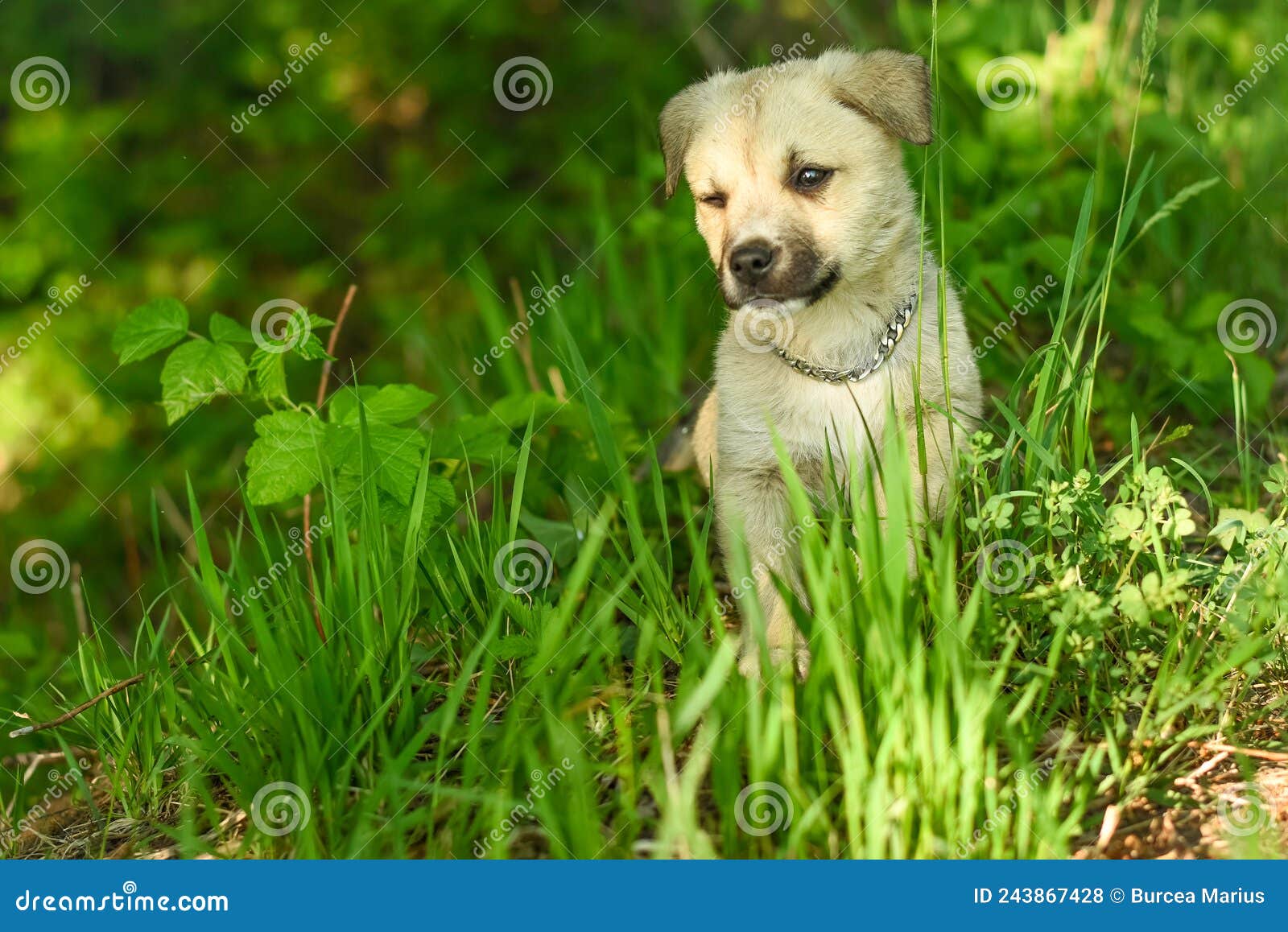Happy stray puppy stock photo. Image of portrait, happy - 243867428