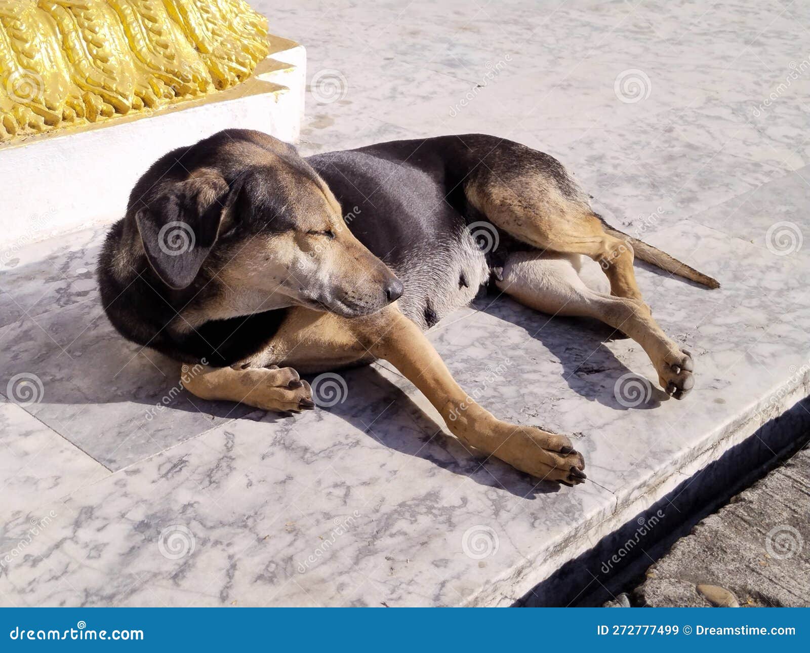 Happy Street Dog Sunbathing Stock Image - Image of terrier, sports ...