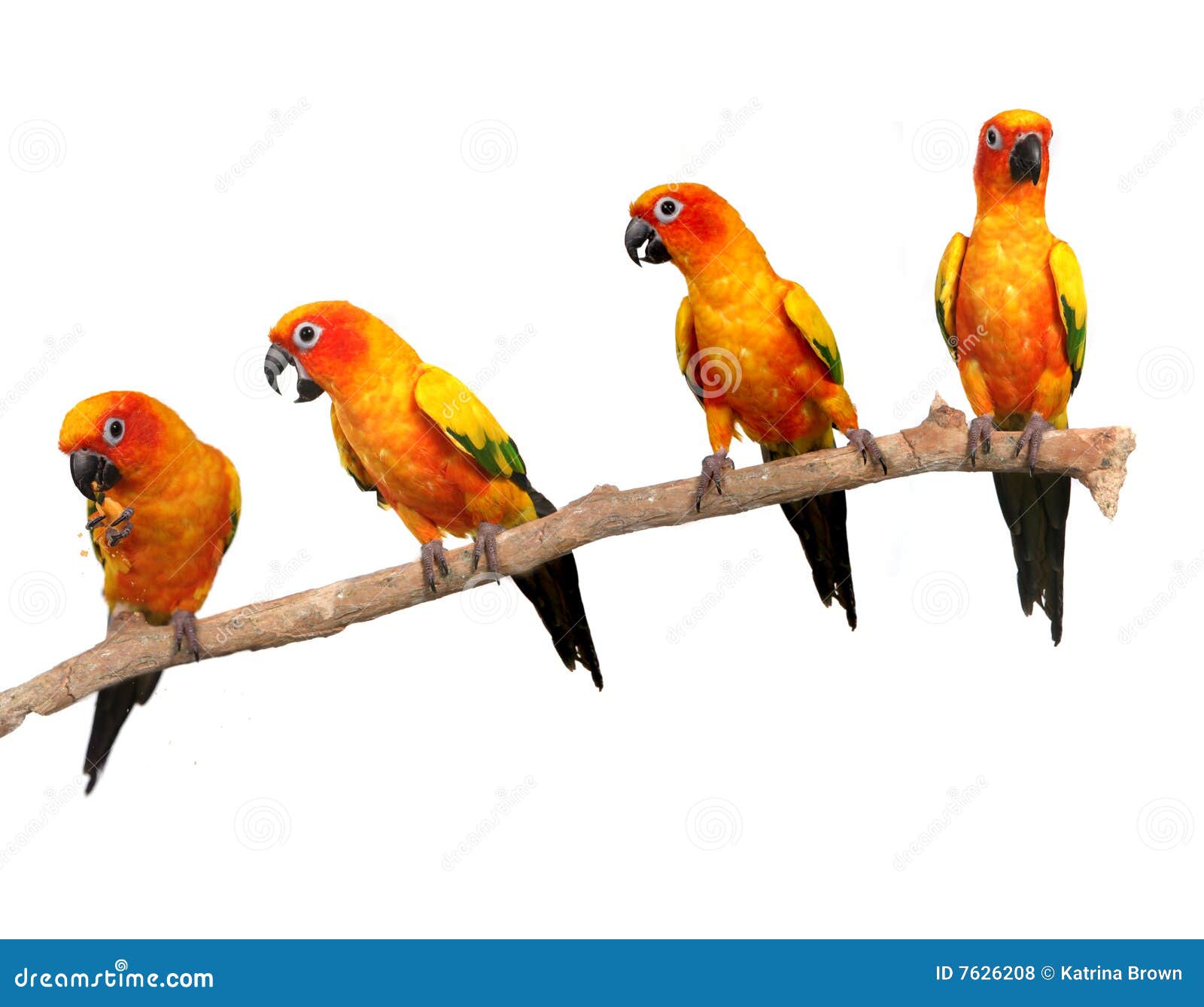 Happy Sun Conure Parrots on a Perch on White Backg Stock Photo - Image ...