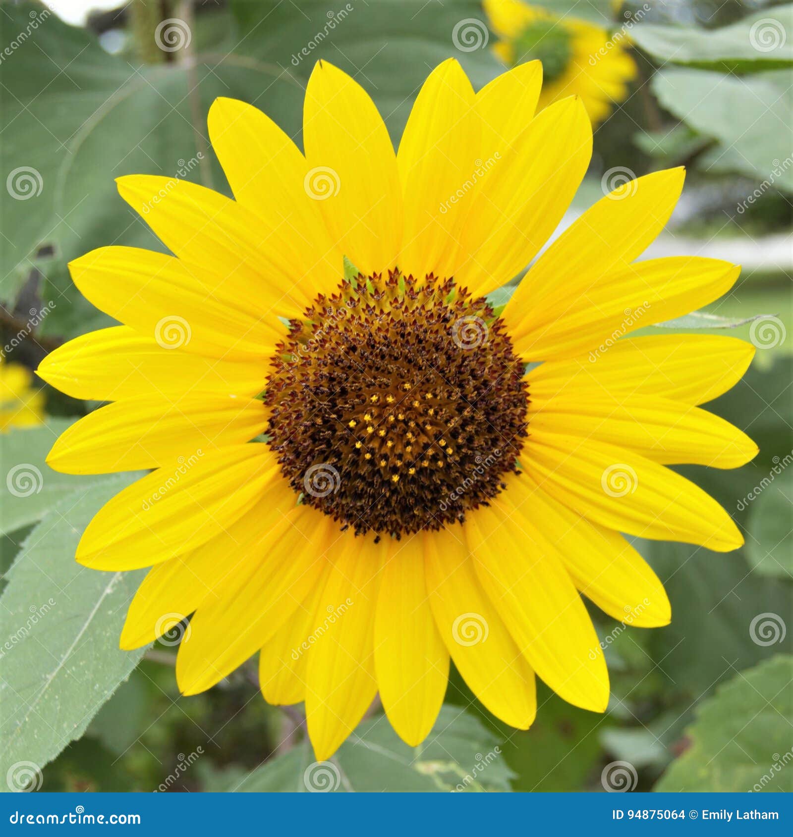 Happy Sunflower Royalty-Free Stock Image | CartoonDealer.com #94875064
