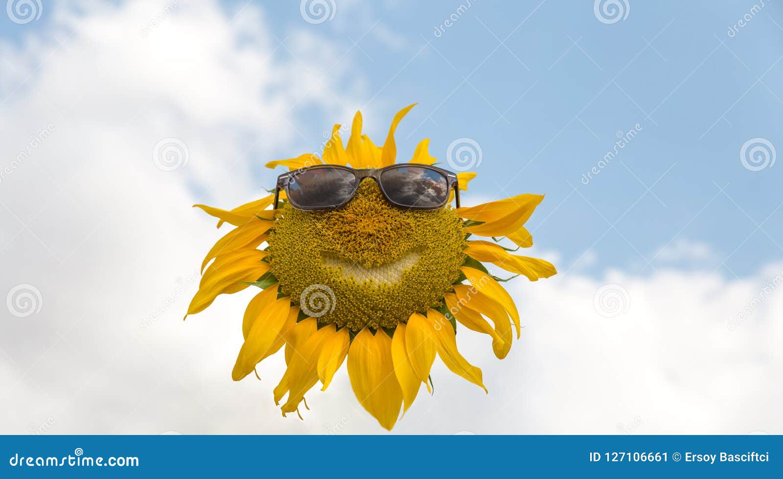 Happy Sunflower Face with Sunglasses in the Sunflower Field. Stock ...