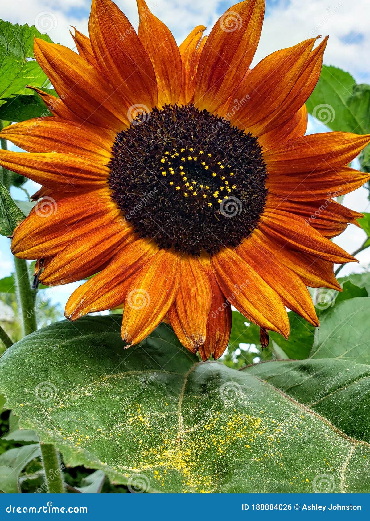 A happy sunflower stock photo. Image of pollen, yellow - 188884026
