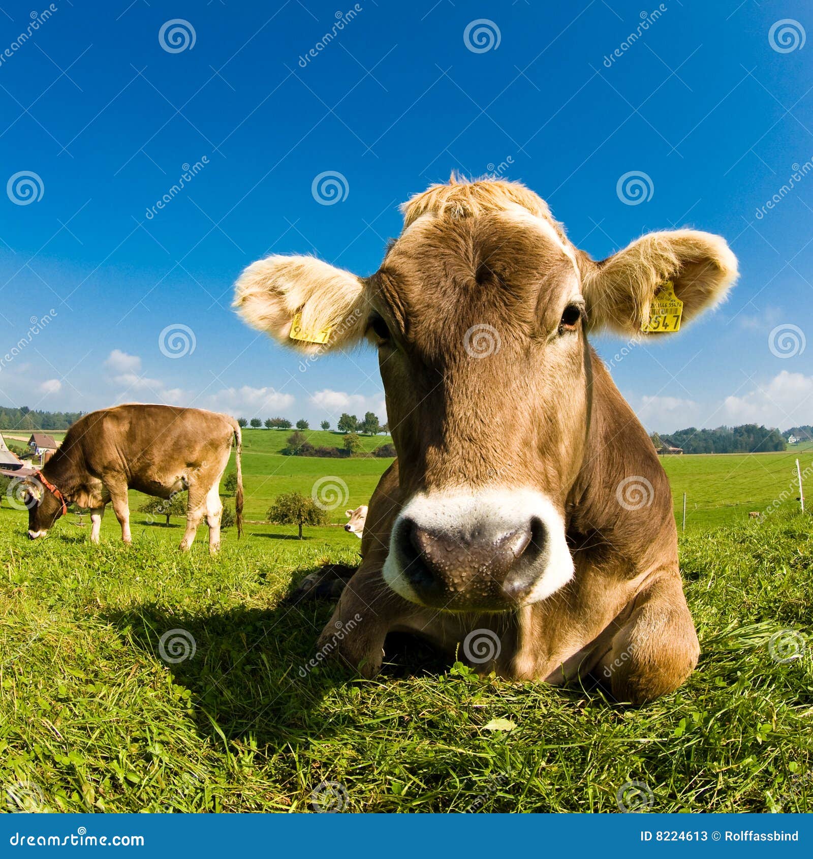 Happy Swiss Cow on Green Grass Stock Image - Image of biological, farm ...