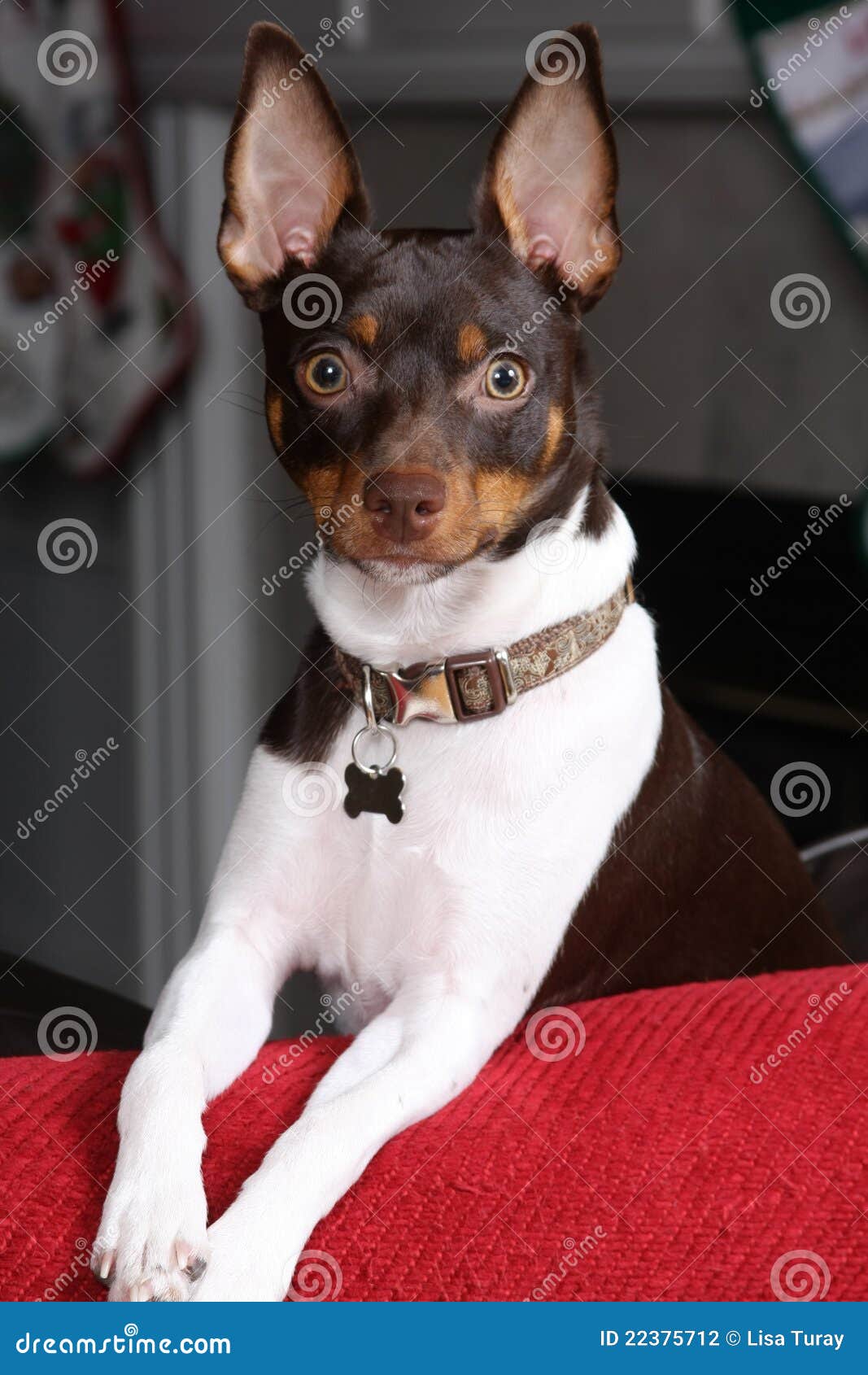 Happy Terrier stock photo. Image of canine, russell, shiny - 22375712