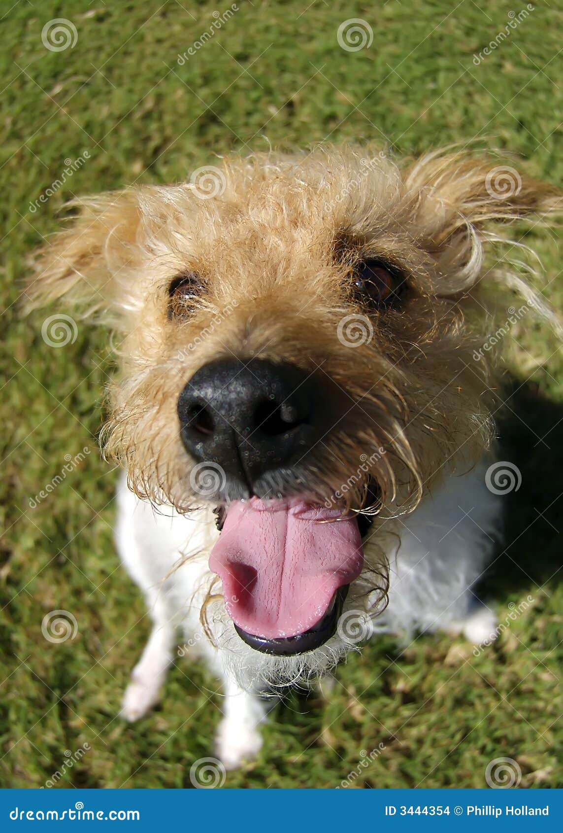 Happy Terrier stock photo. Image of sitting, alertness - 3444354