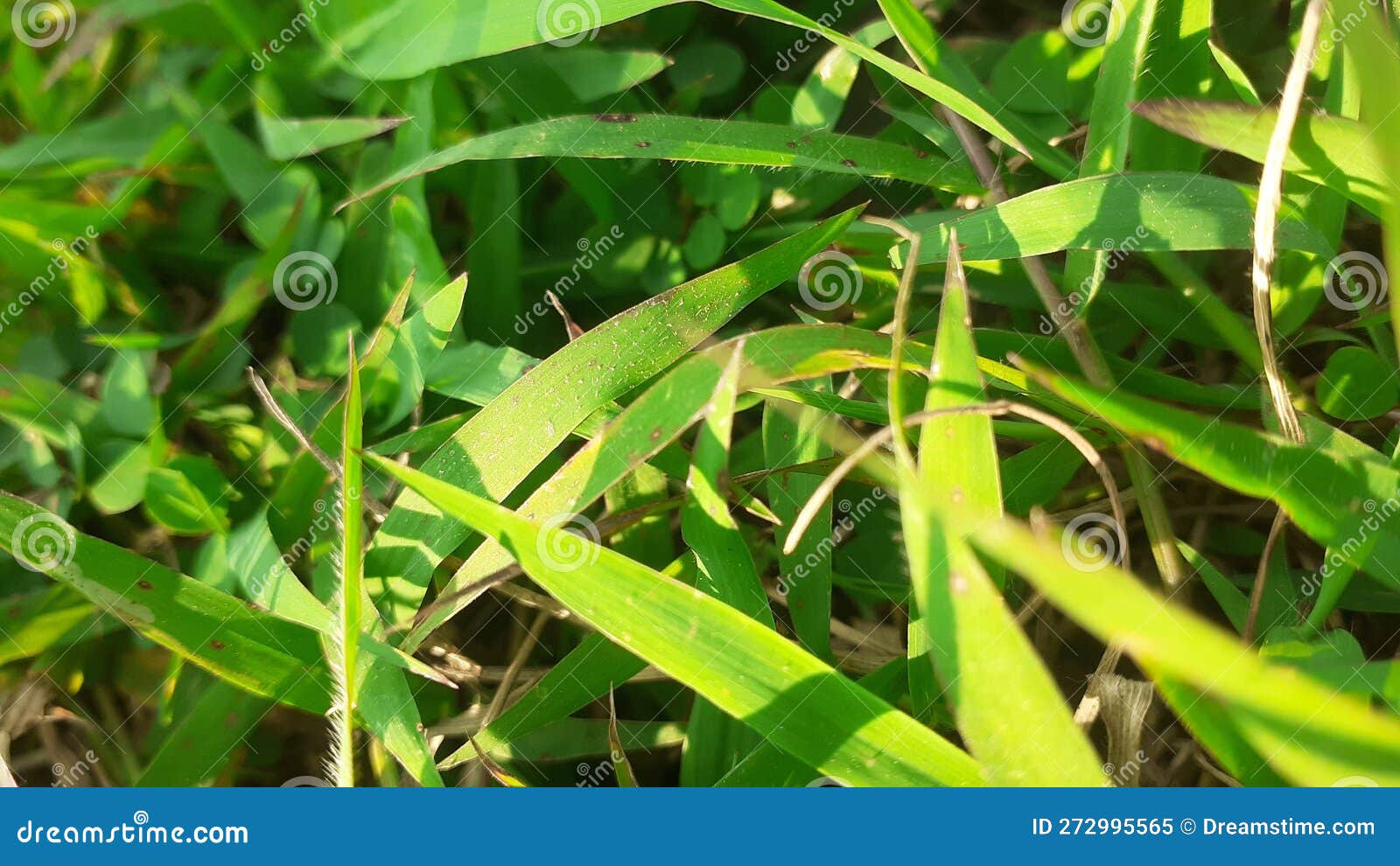 So Happy To See Fresh Green Grass Stock Image - Image of grass, garden ...