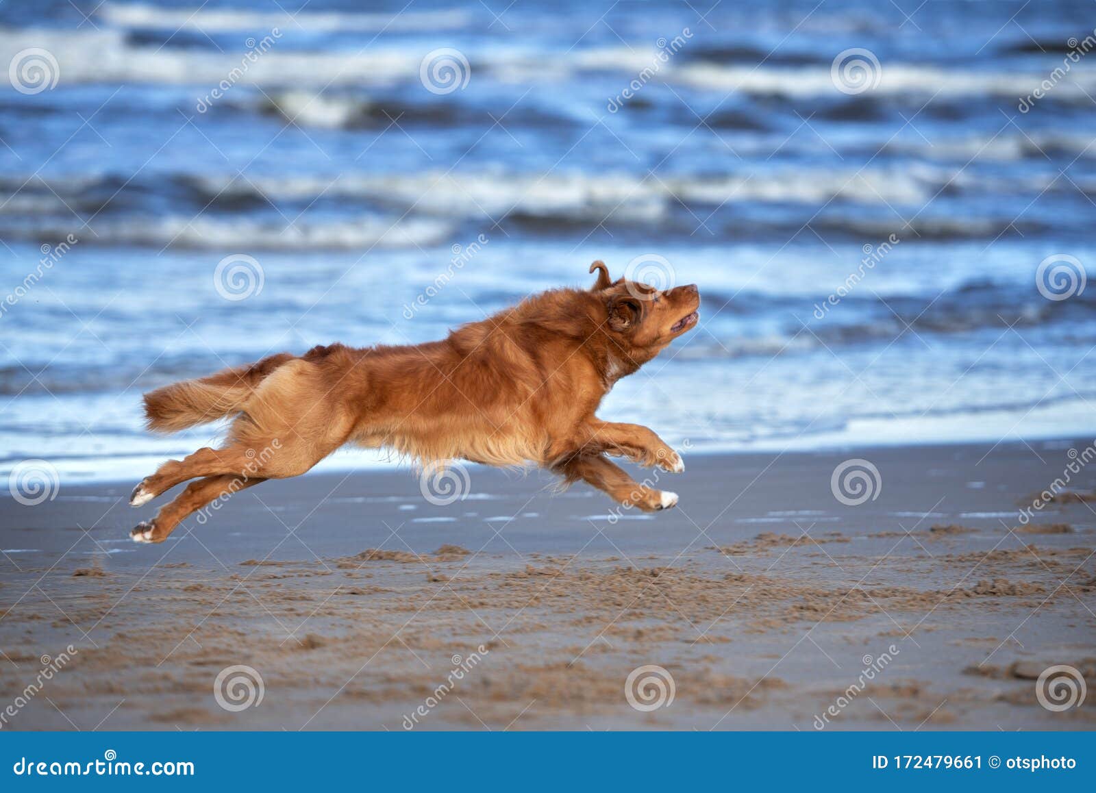 Puppy Running Fast