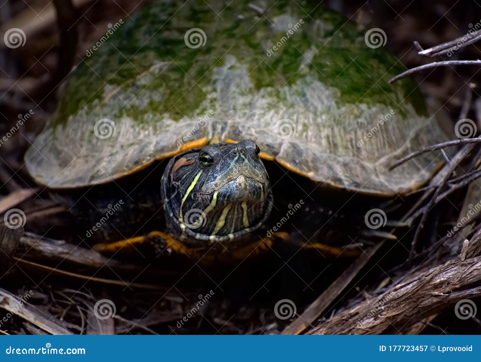 Happy Tortoise Has a Big Smile Stock Image - Image of crawling, animal ...