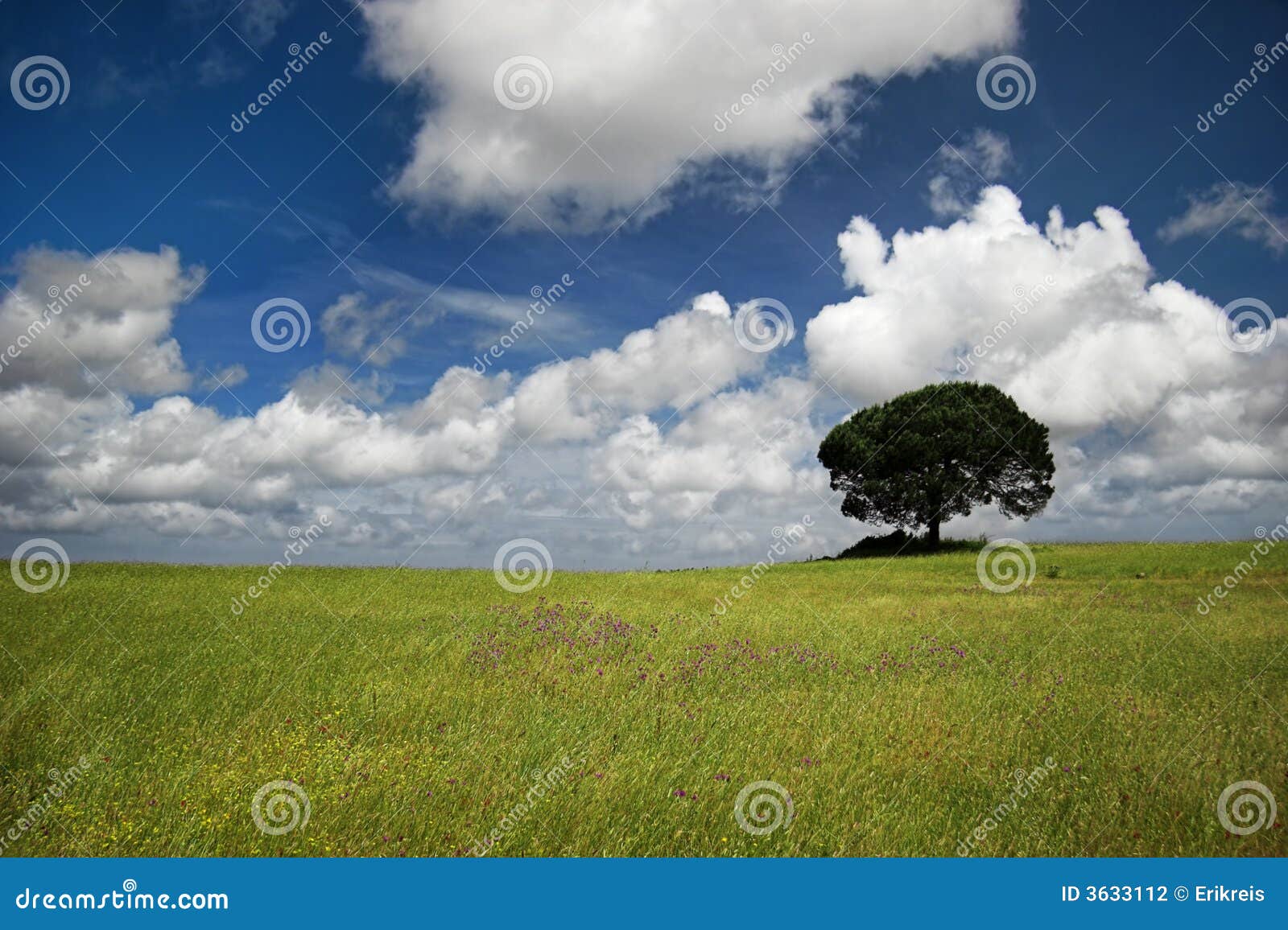 Happy tree stock photo. Image of nature, beautiful, clouds - 3633112