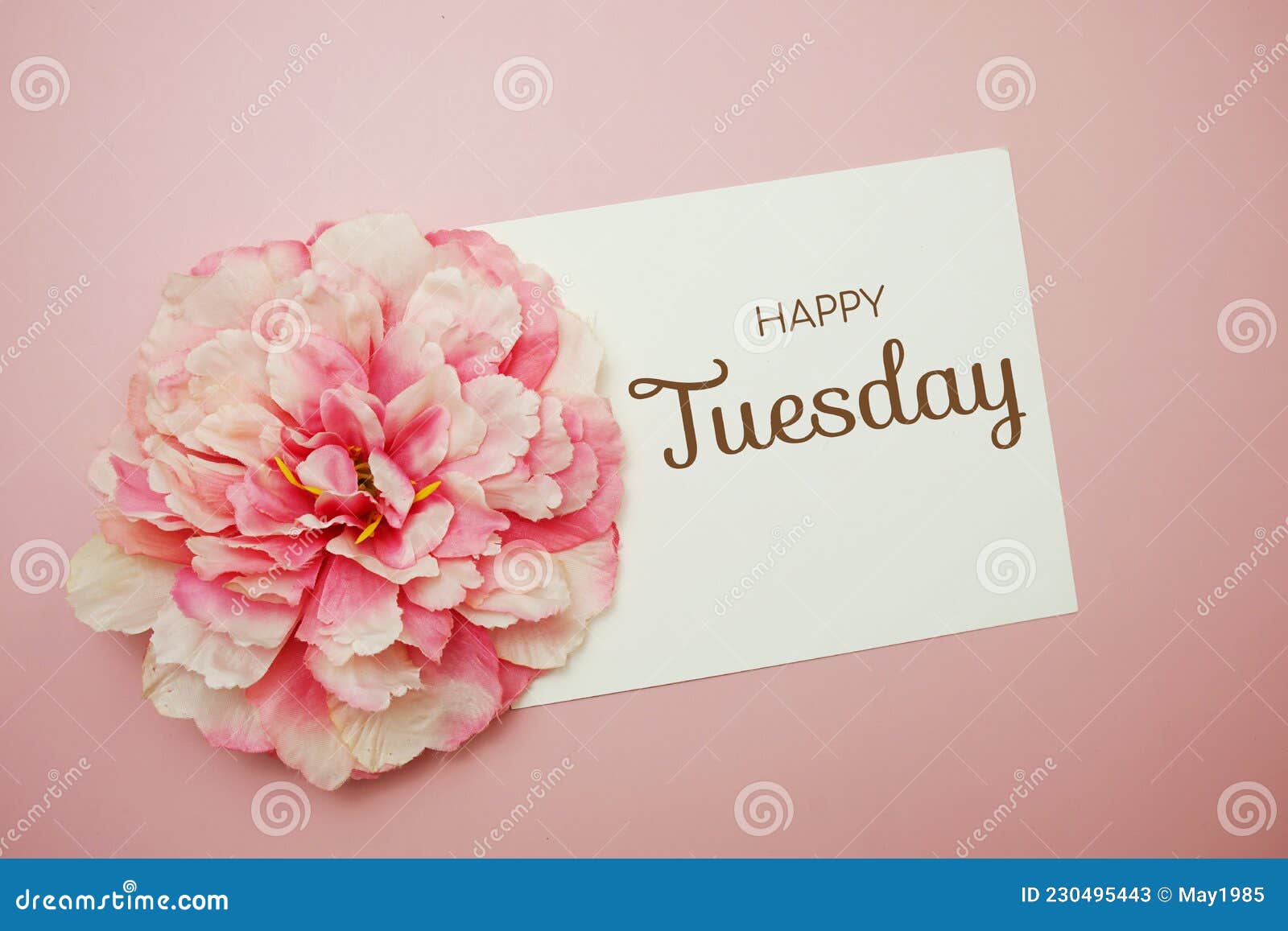 Happy Tuesday Typography Text with Flower Decor on Pink Background ...