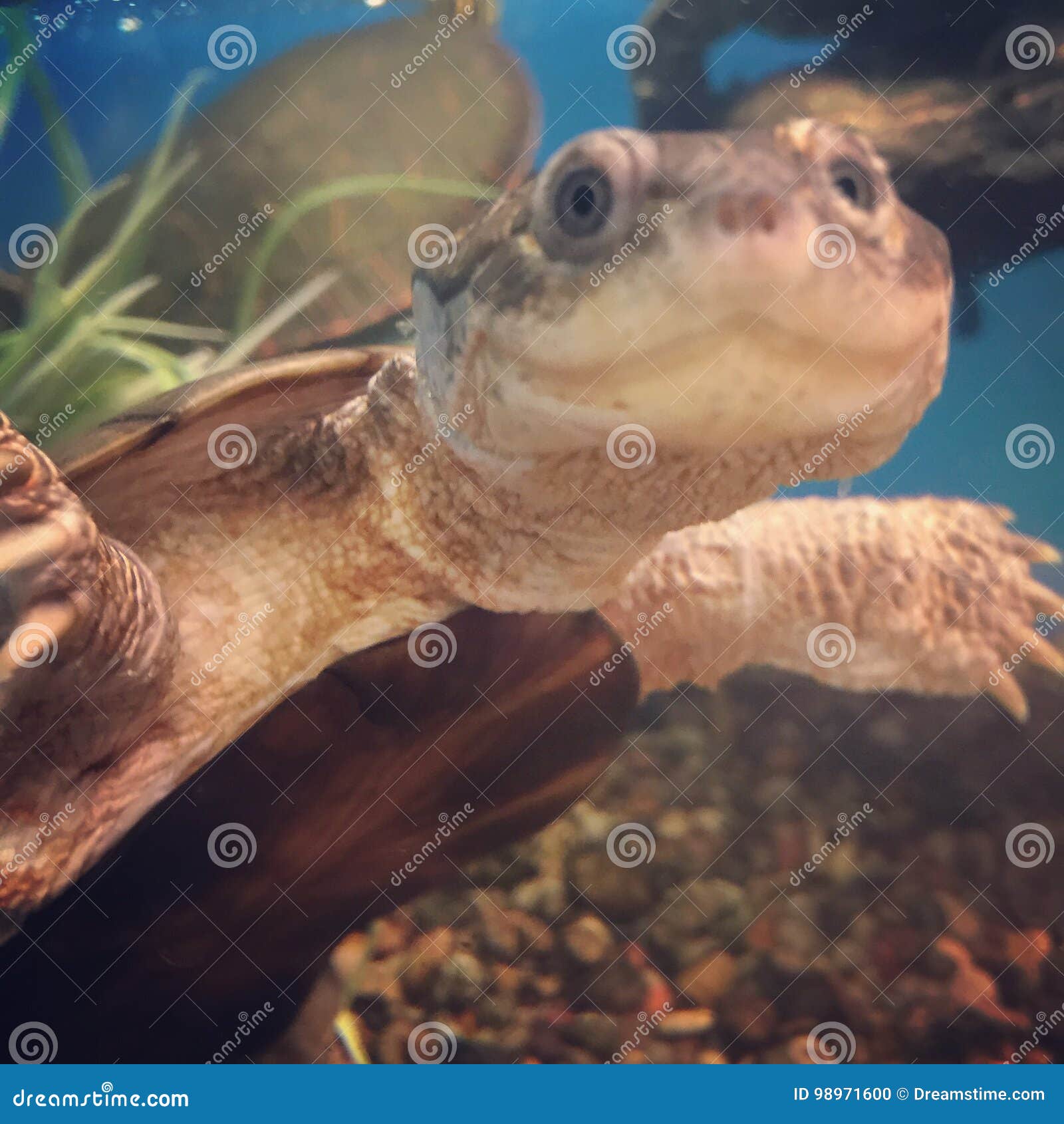 Happy turtle stock photo. Image of aqua, smile, turtle - 98971600