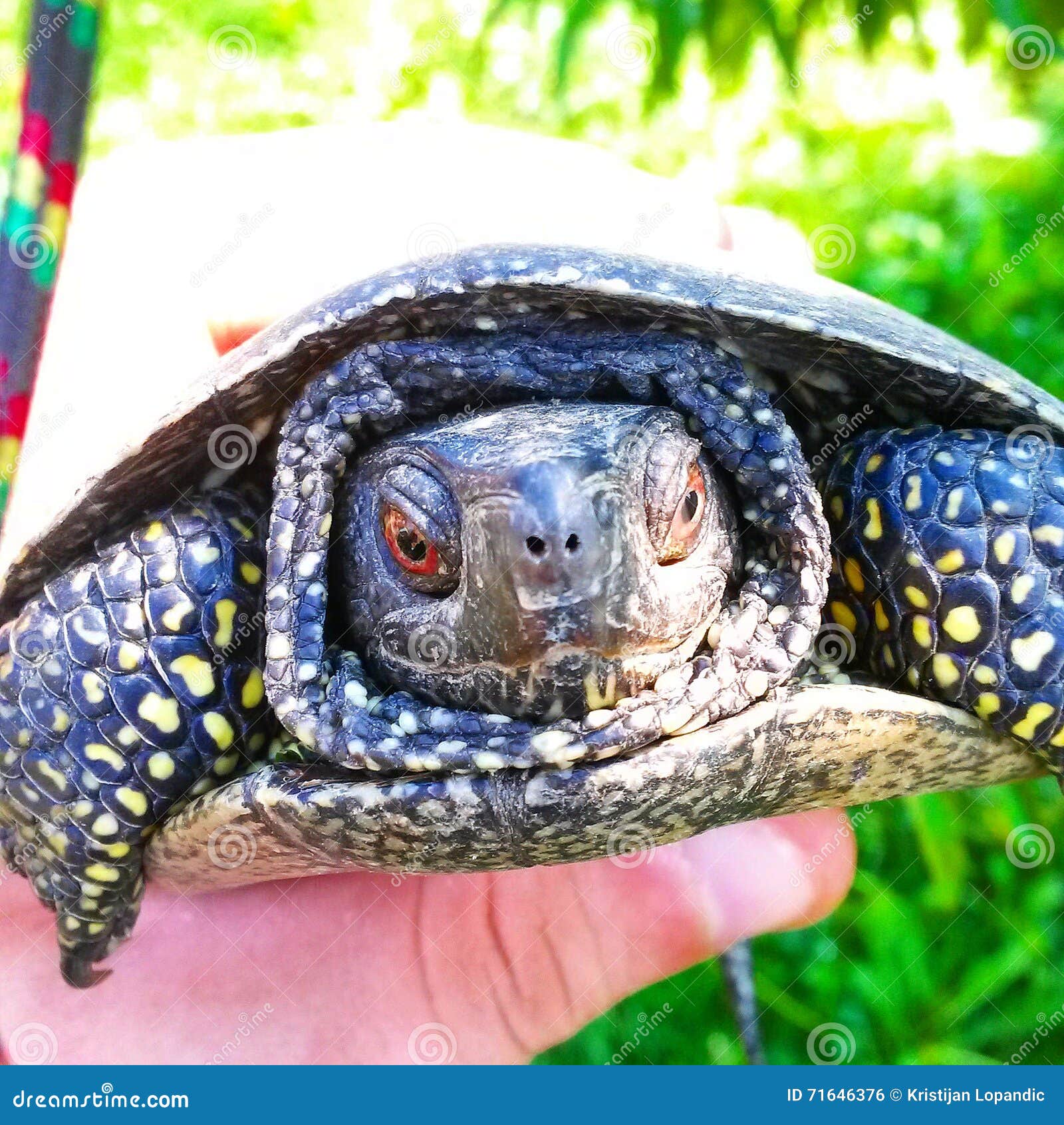 Happy turtle editorial photo. Image of backyard, turtle - 71646376