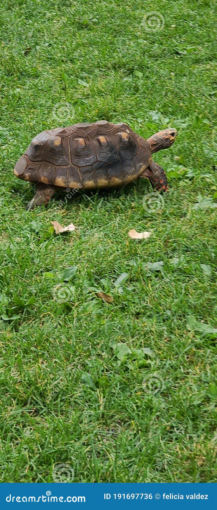 Happy Turtle Fast Turtle Slow Stock Photo - Image of grass, frog: 191697736