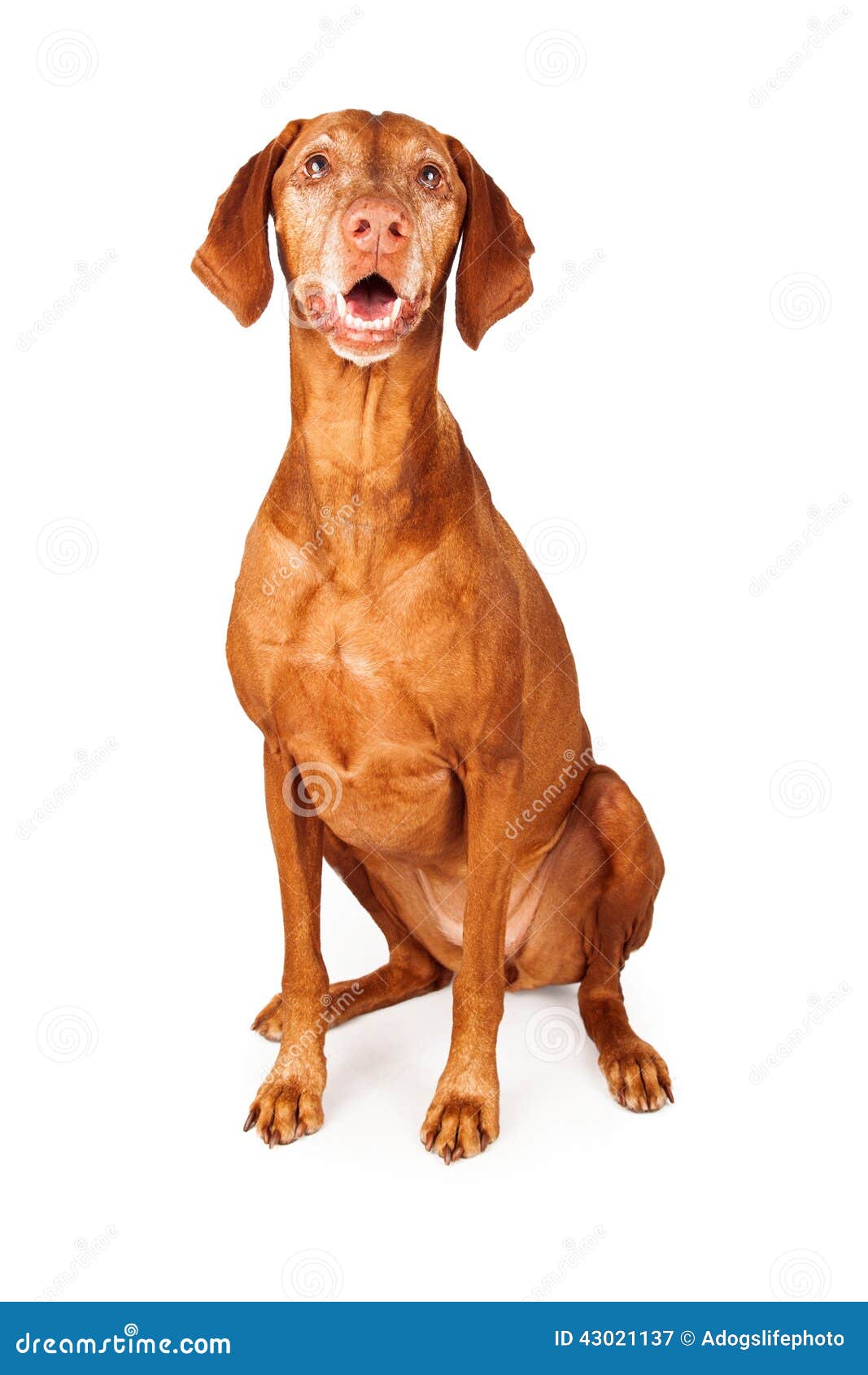 Happy Vizsla Dog Sitting stock image. Image of sitting - 43021137
