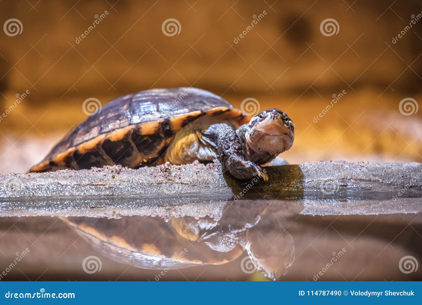 Happy Water Turtle Terrapin Stock Photo - Image of animal, slow: 114787490